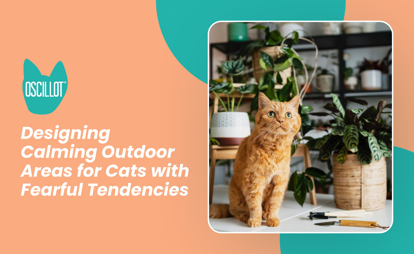 cat calming techniques