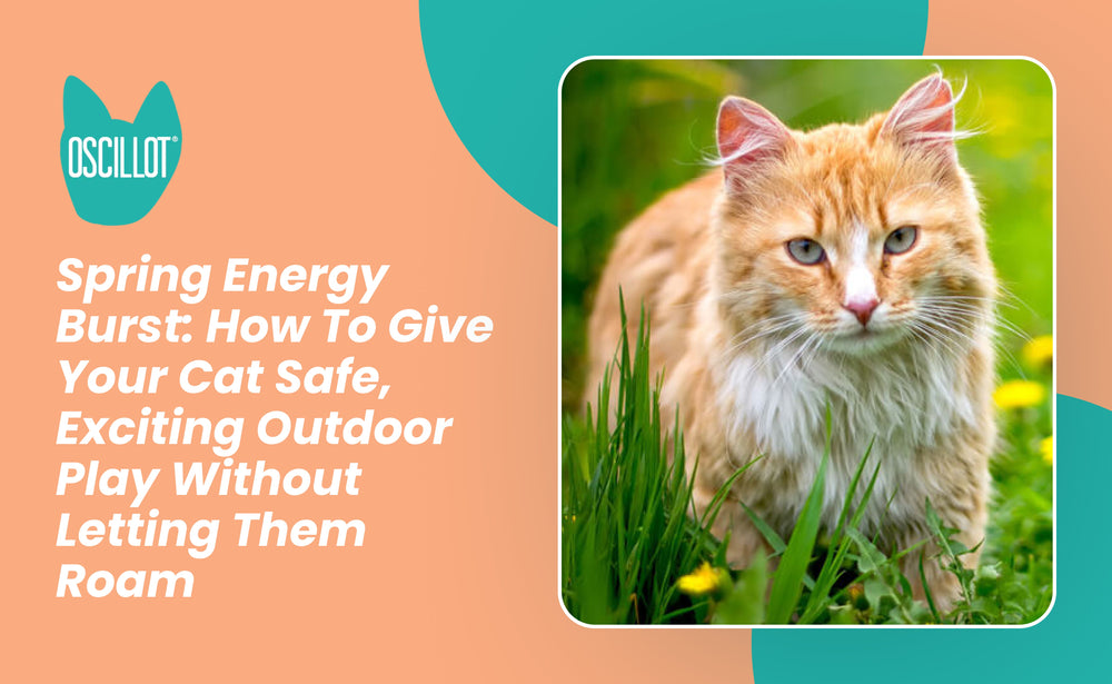 Spring Energy Burst: How To Give Your Cat Safe, Exciting Outdoor Play ...