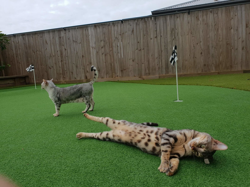 Secure and Stylish: The Ultimate Cat Fence Toppers from Oscillot – Cat ...